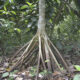 The Walking Tree: Myth or Reality? - Tree Resolutions